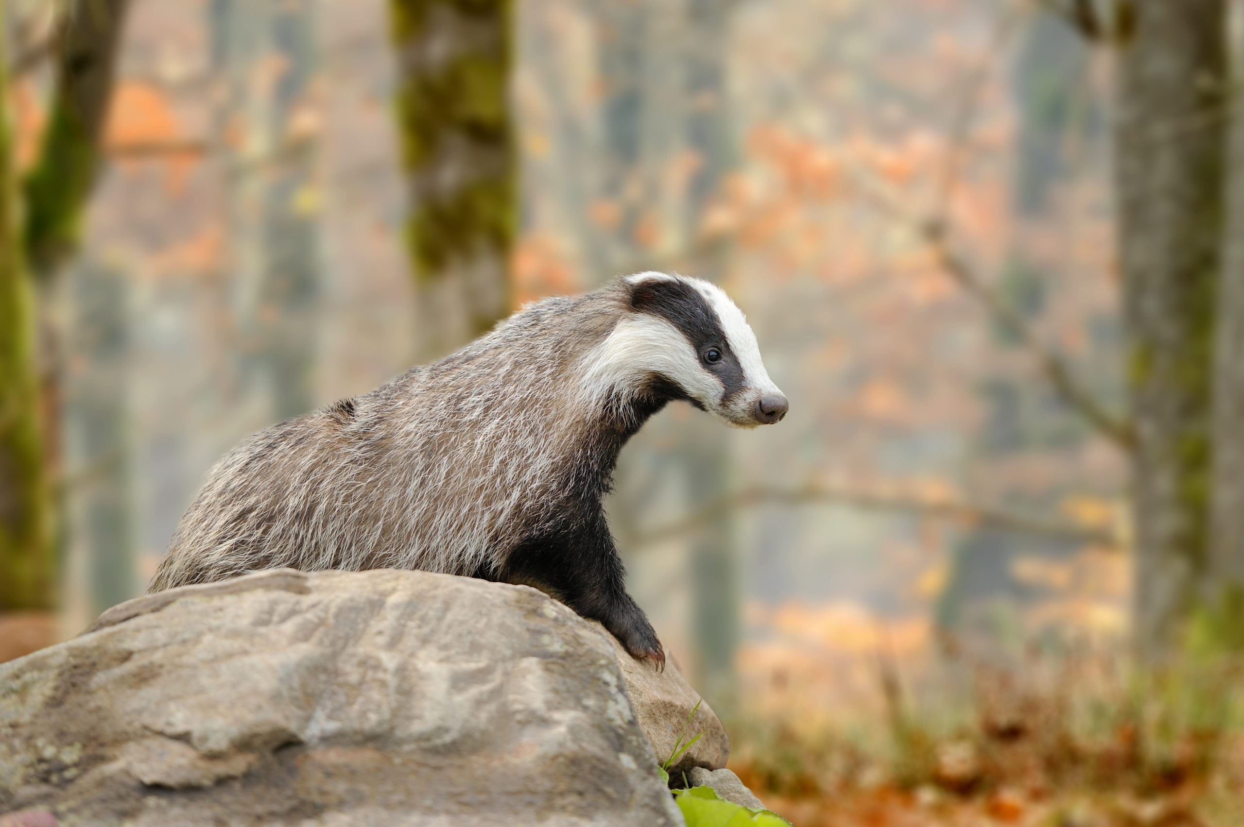 Badger Fencing - Eco Site Solutions